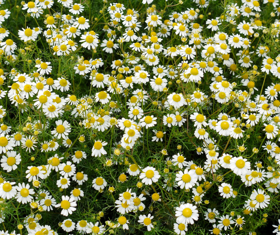 Turița mare – Planta cu proprietăți antiinflamatorii și antimicrobiene ...