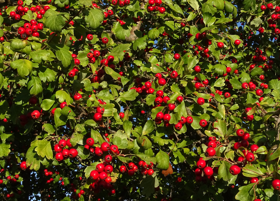 Păducel – Remediu Natural pentru Colesterol și Ficat – Retete Uitate