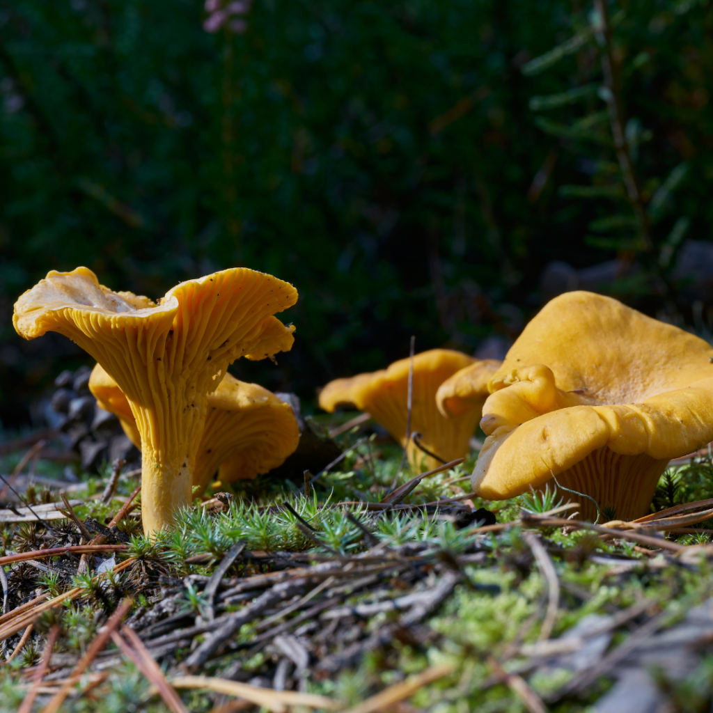 Gălbiori – Ciuperca bogată în nutrienți și antioxidanți – Retete Uitate