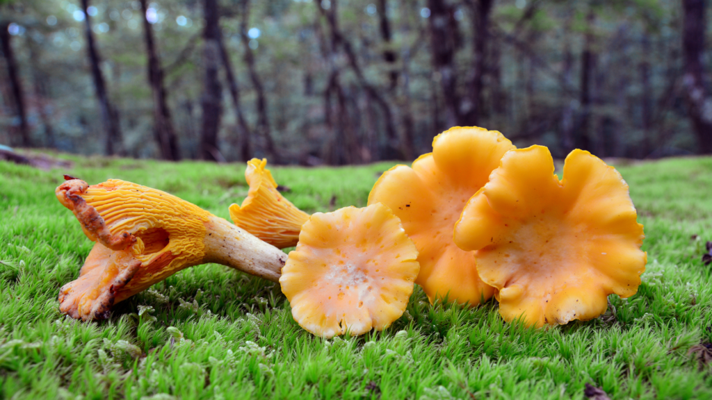 Piciorul Căprioarei – Ciuperca cu efect Antiinflamator – Retete Uitate