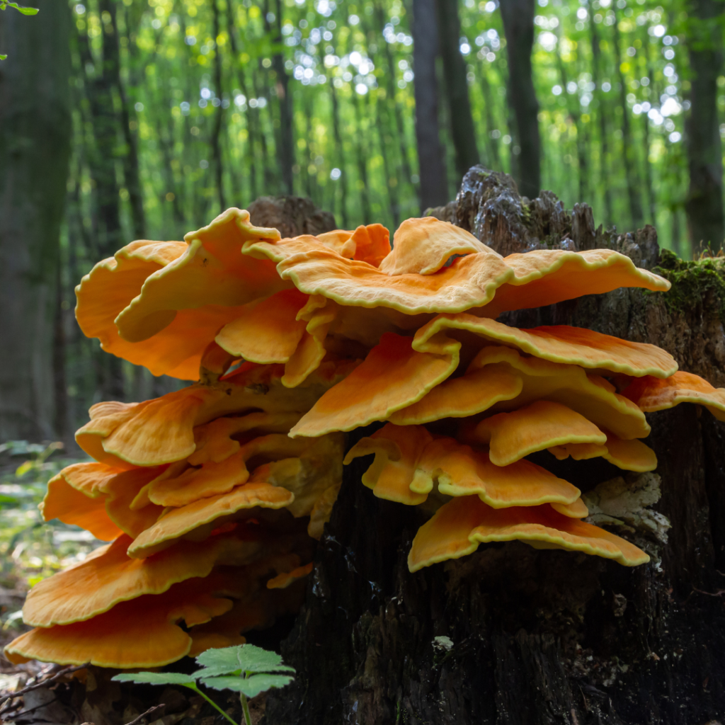 Iasca galbenă – Sursă importantă de proteine – Retete Uitate