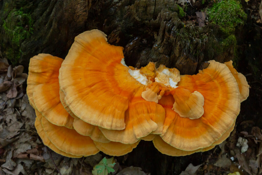 Piciorul Căprioarei – Ciuperca cu efect Antiinflamator – Retete Uitate