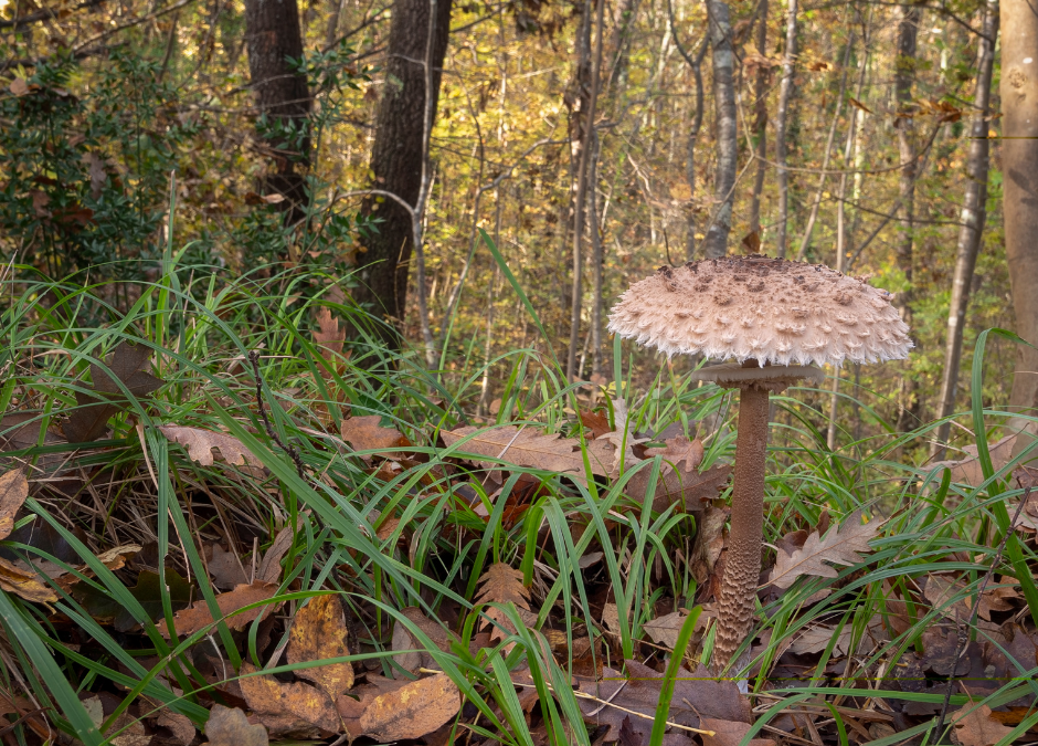 Piciorul Căprioarei – Ciuperca cu efect Antiinflamator – Retete Uitate